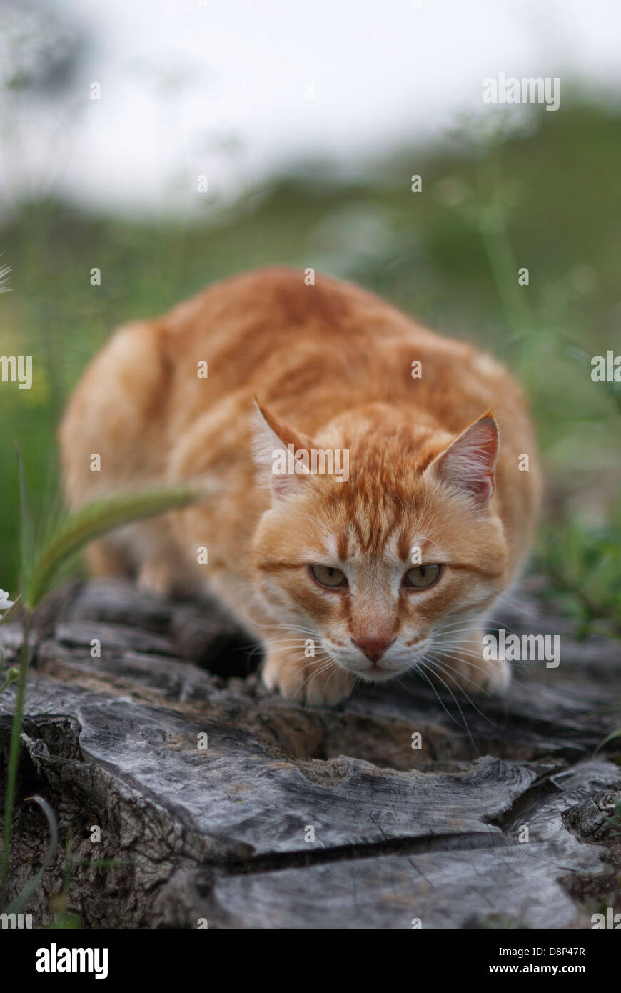 Domestic cat stalking hi-res stock photography and images - Alamy