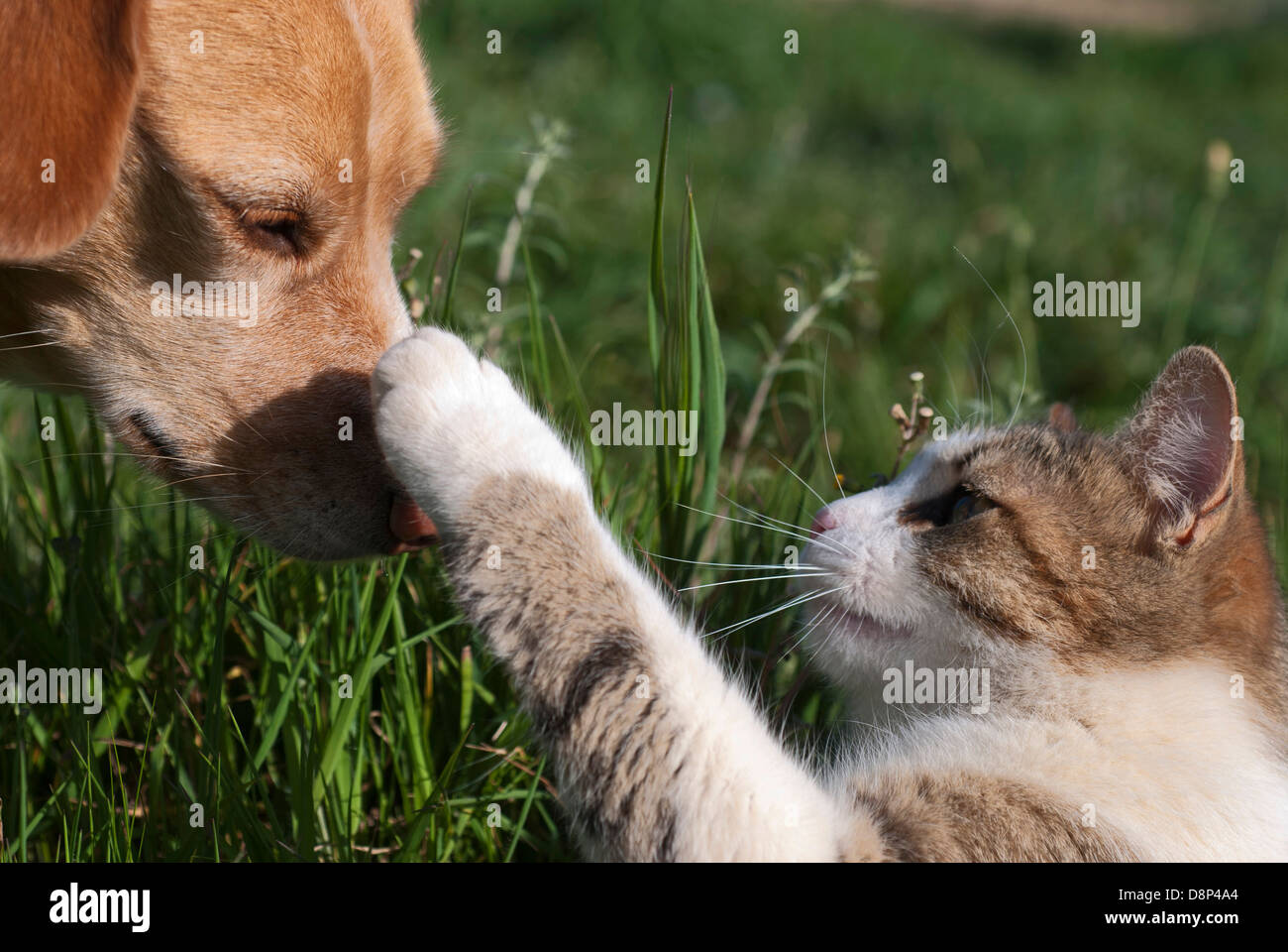 Cat and dog together hi-res stock photography and images - Alamy