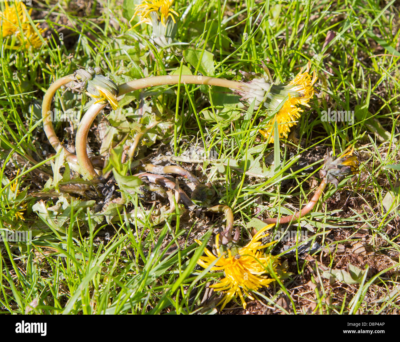 Dandelion dying in lawn after treatment of weedkiller Stock Photo - Alamy