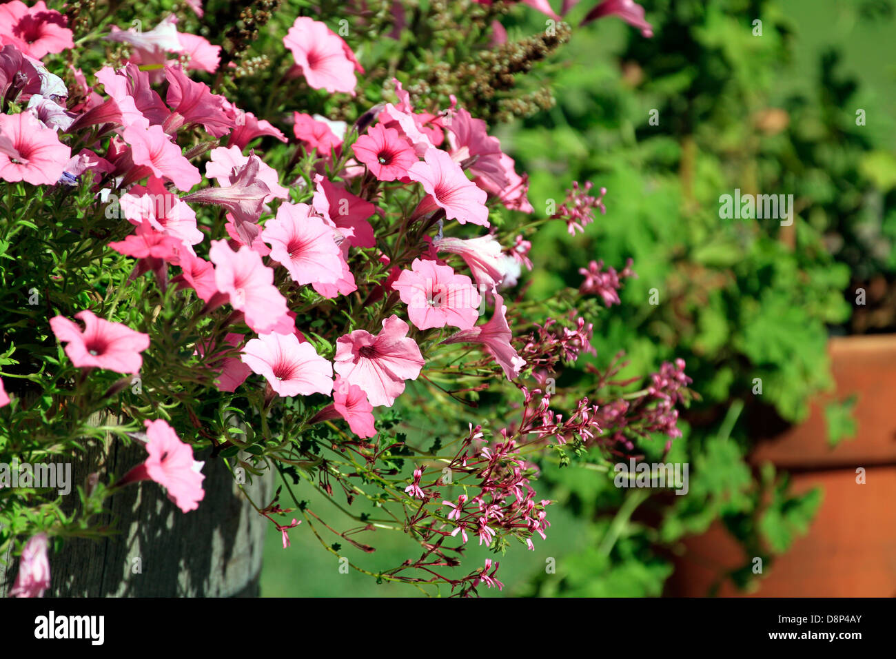 Pink Petunia flowers in pot Stock Photo - Alamy