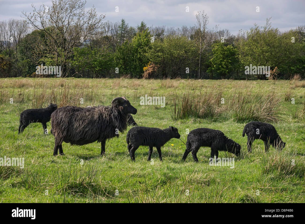 Hebridean sheep. Photograph shows a ewe with some lambs Stock Photo - Alamy