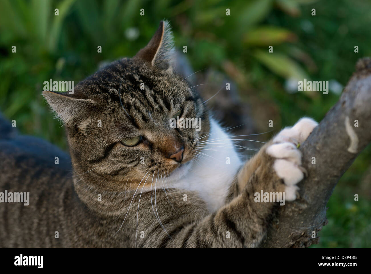 Tabby tomcat sharpening its claws at a tree Stock Photo - Alamy