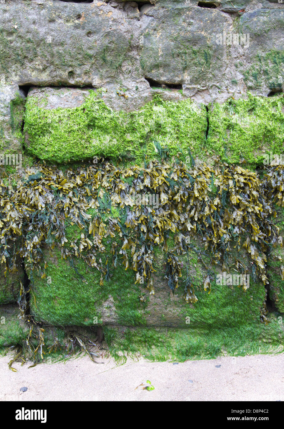 Different types of seaweed hi-res stock photography and images - Alamy