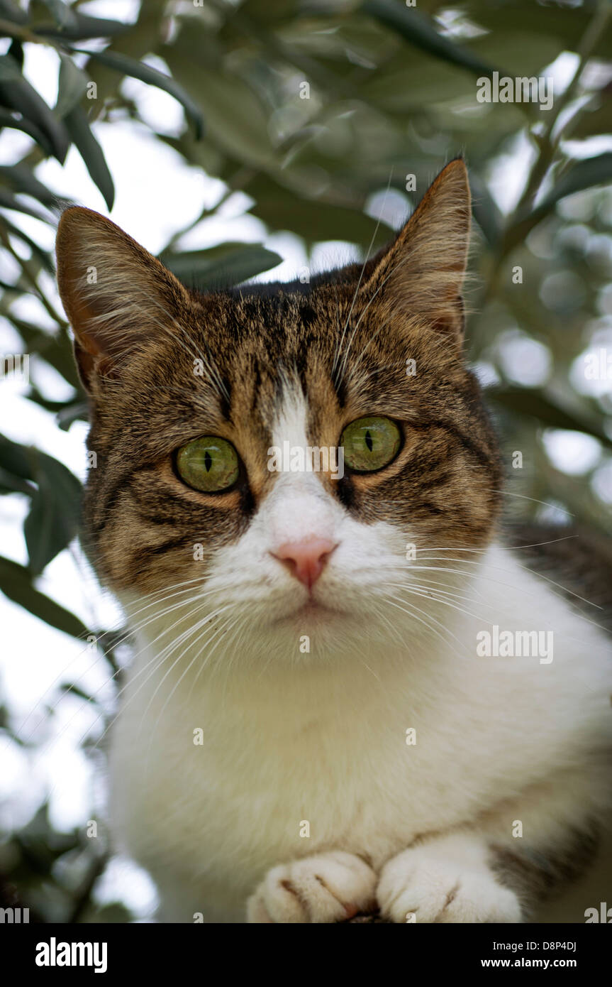 Portrait cat looking straight camera hi-res stock photography and ...