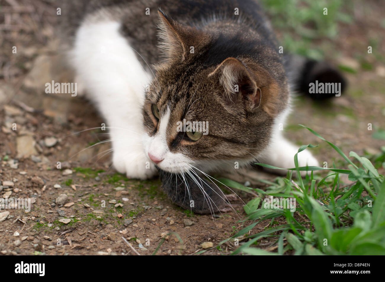 Cat mouse in garden hi-res stock photography and images - Alamy