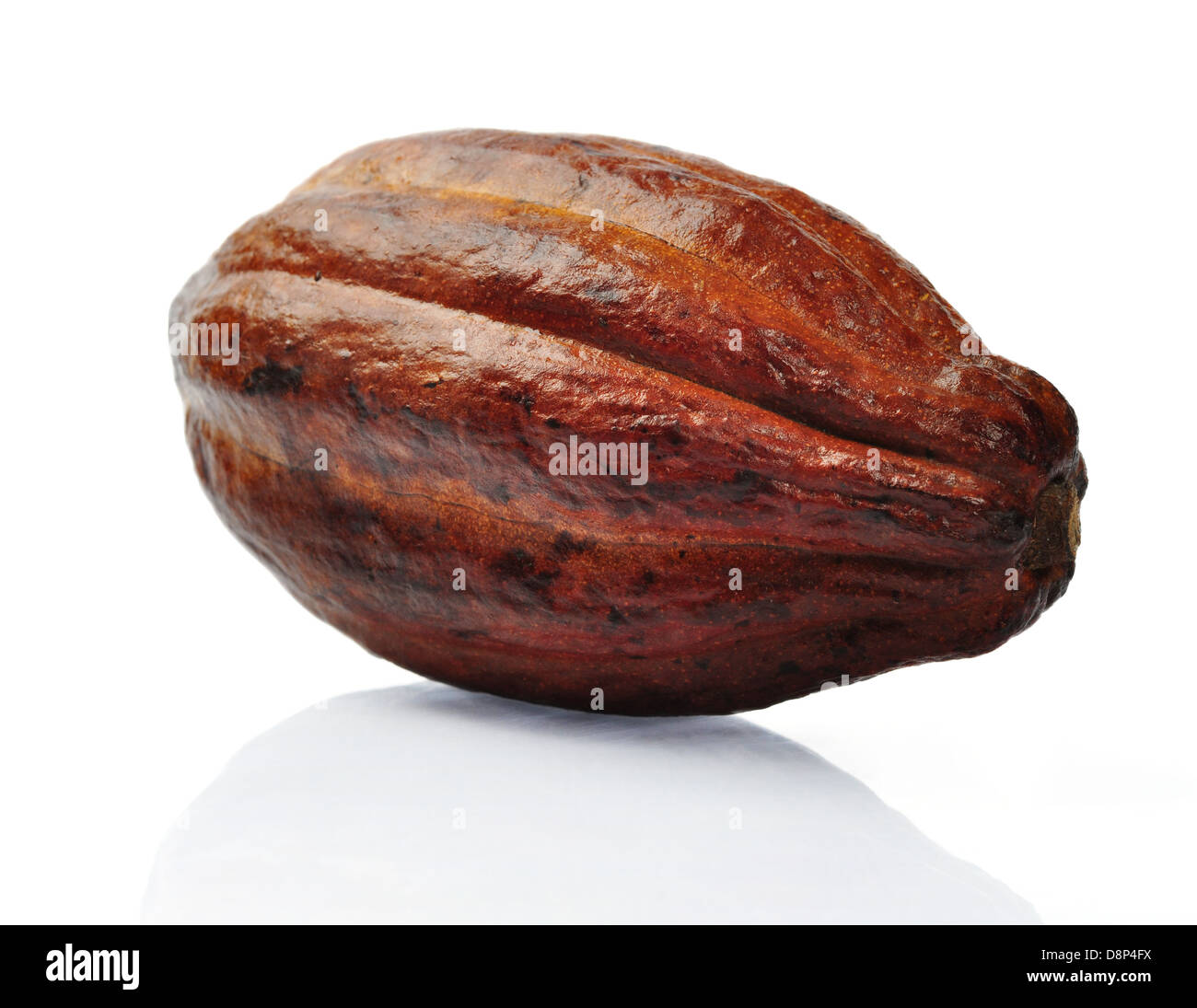 Fresh cocoa pods beans hi-res stock photography and images - Alamy