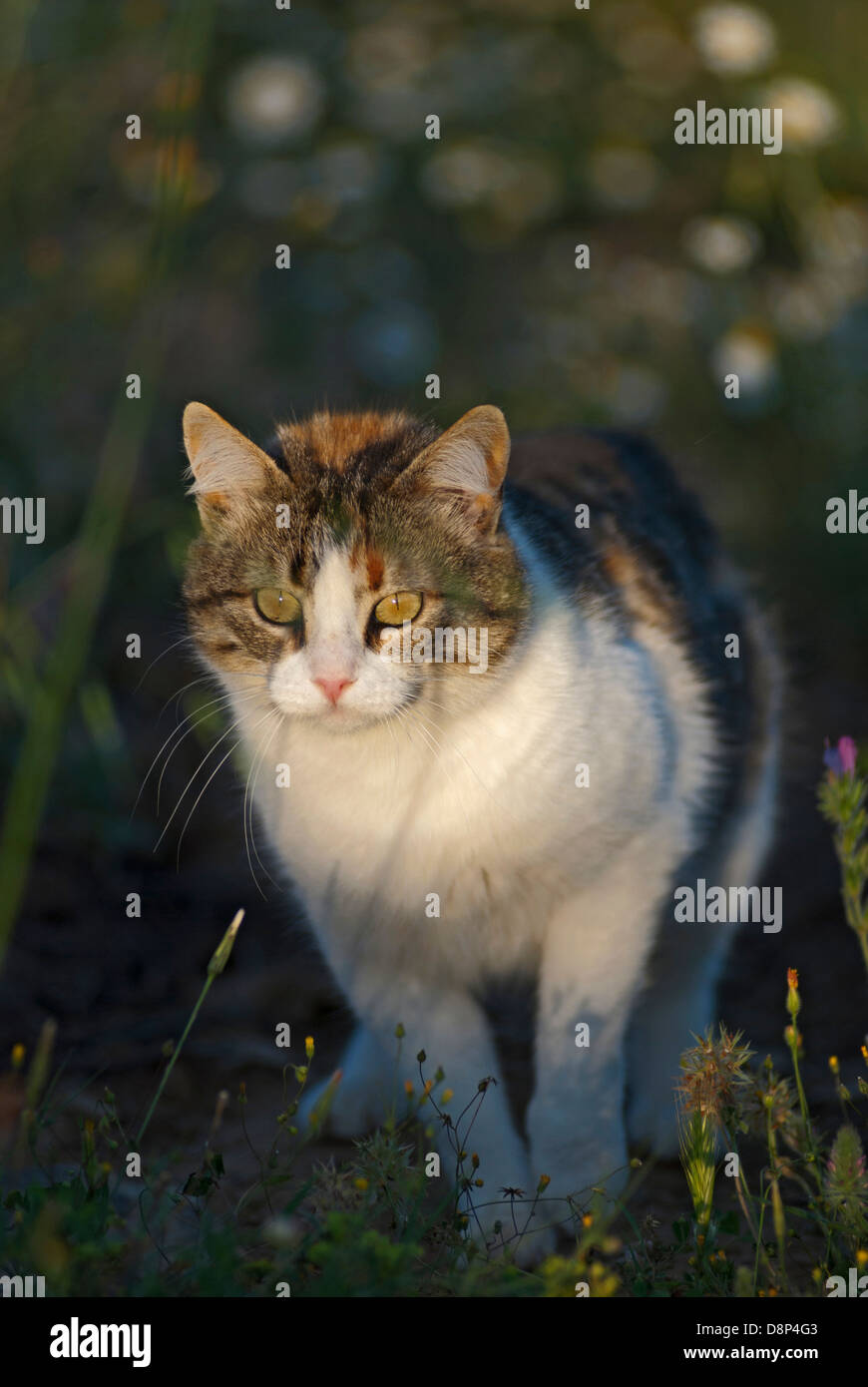 Calico cat stalking in a field in spring Stock Photo - Alamy