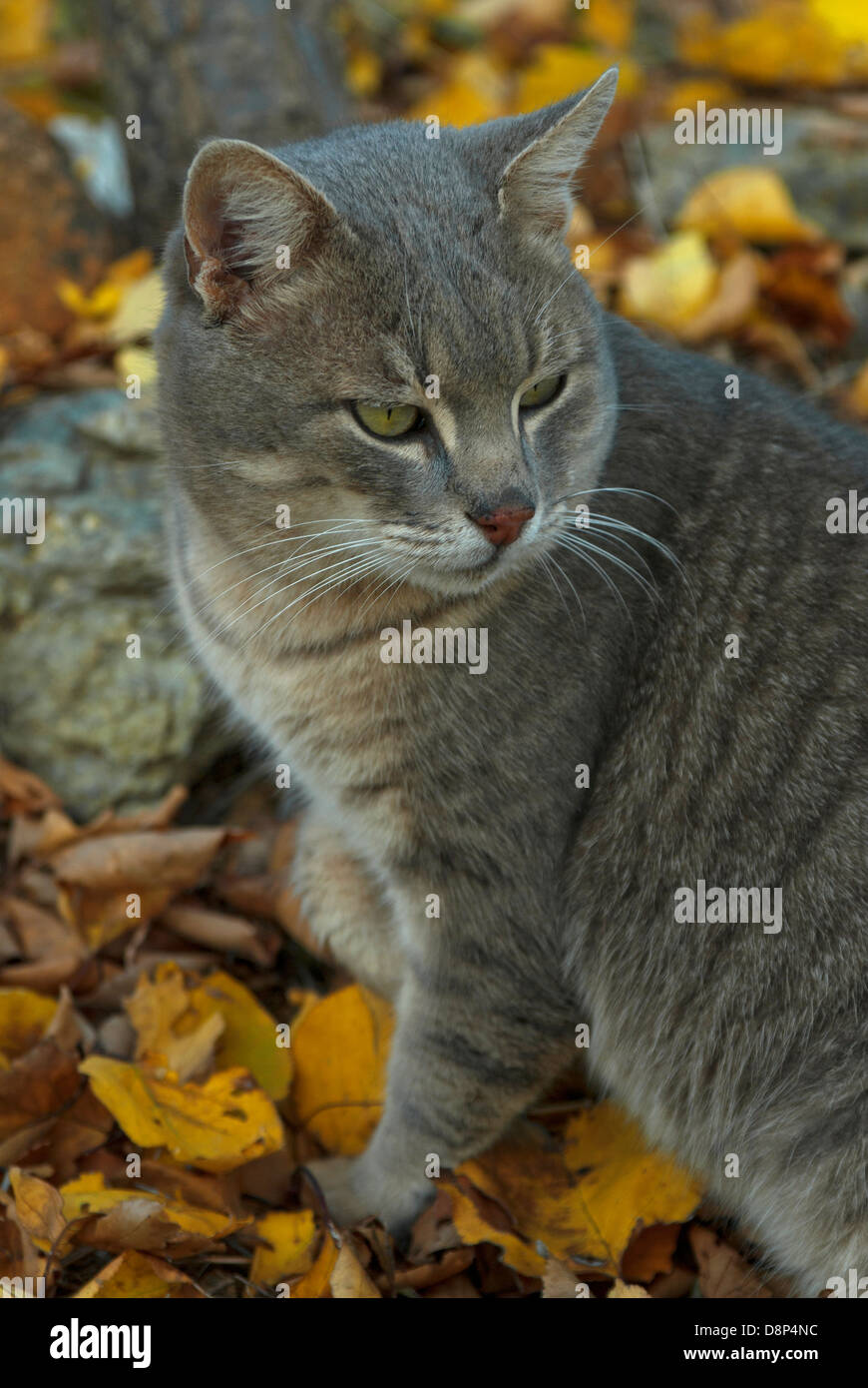 Grey tomcat sitting in autumn leaves and looking back Stock Photo - Alamy