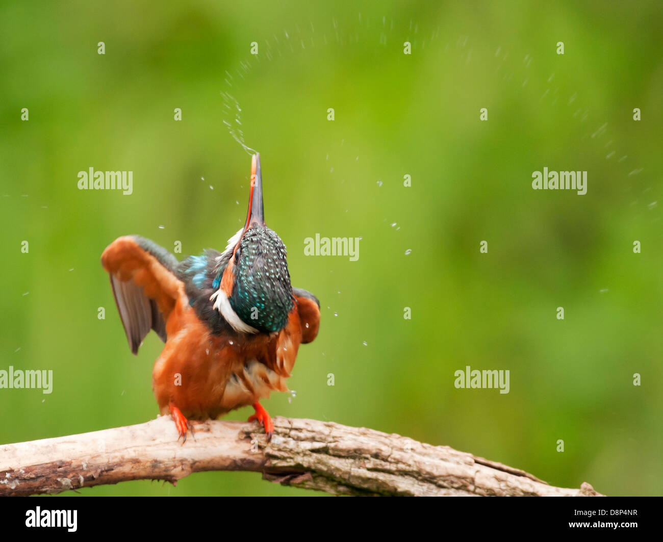 Female Common Kingfisher (Alcedo atthis) having a shake after an ...