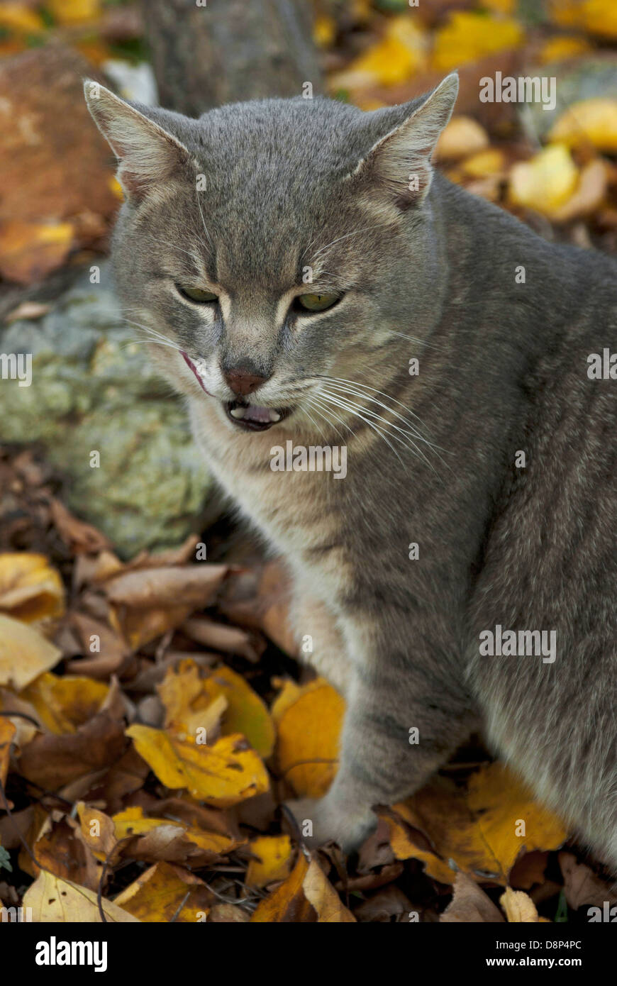 Grey tomcat sitting in autumn leaves meowing Stock Photo - Alamy