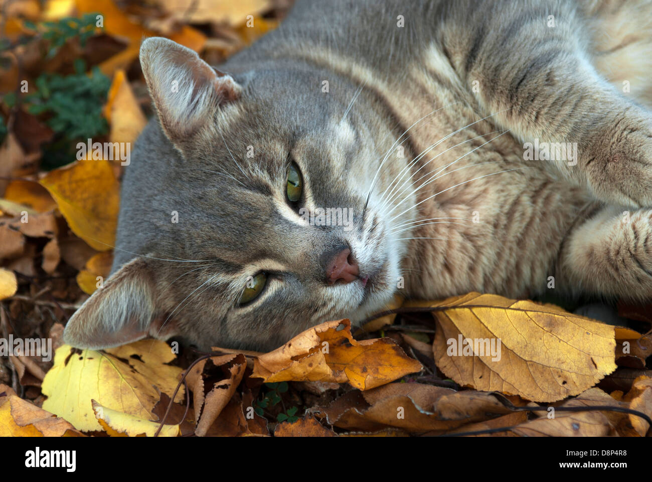 Grey tomcat resting on autumn leaves Stock Photo - Alamy