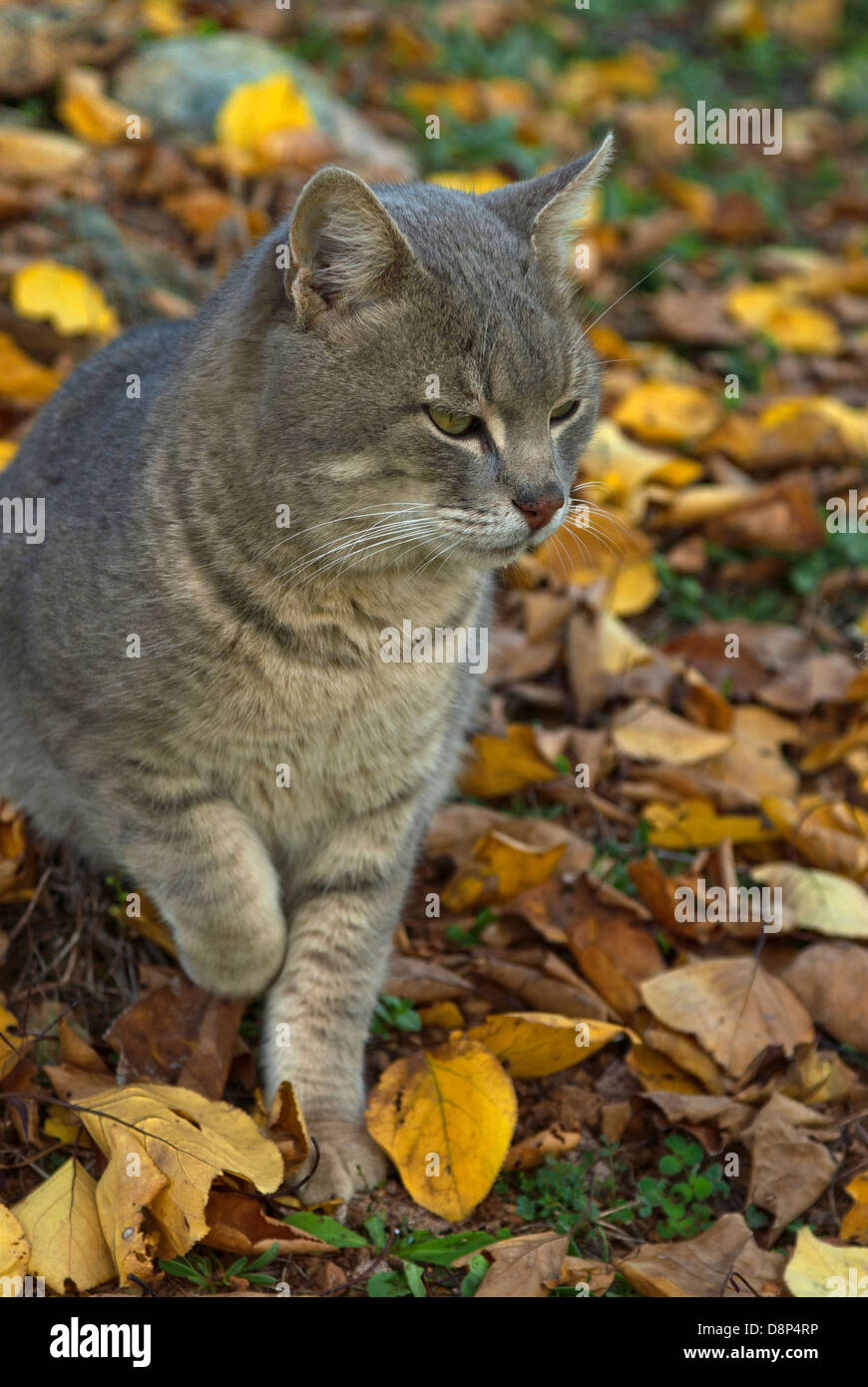 Domestic cats leaves hi-res stock photography and images - Alamy