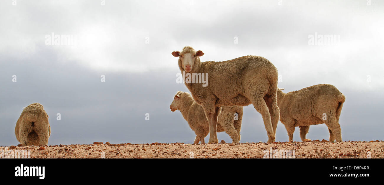 Sheep on dam wall on a farm near Darling in the Western Cape, South ...
