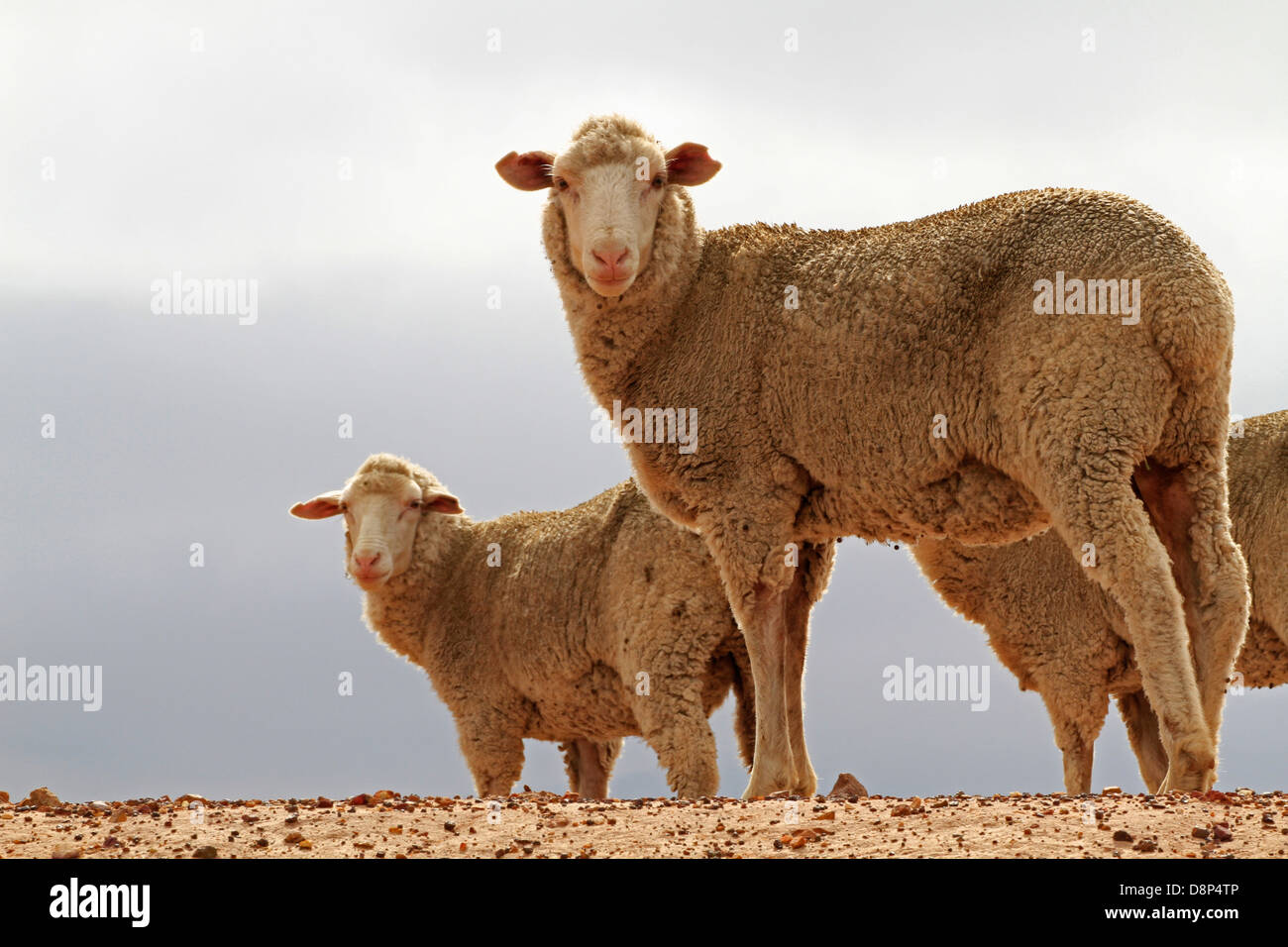 South africa sheep farming hi-res stock photography and images - Alamy