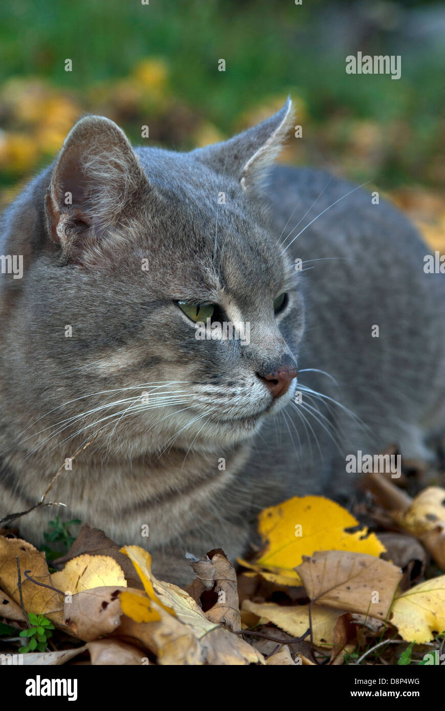 Katzenfotos hi-res stock photography and images - Alamy
