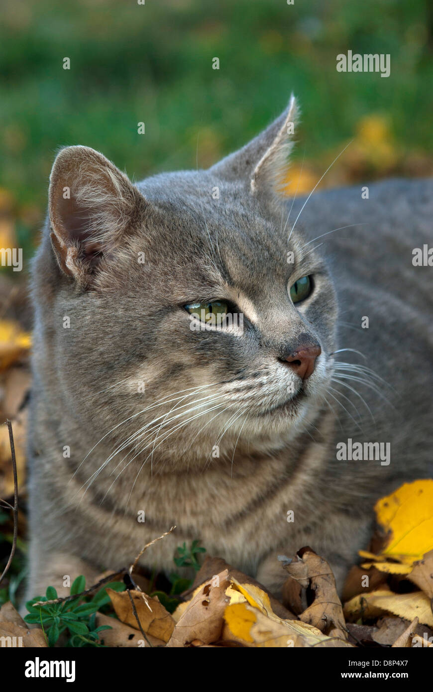 Grey tomcat resting on autumn leaves Stock Photo - Alamy