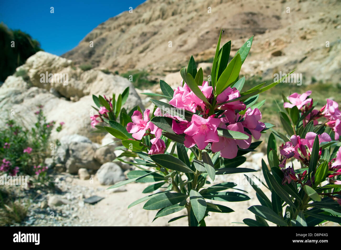 Close up of a natural growing Nerium oleander Stock Photo - Alamy