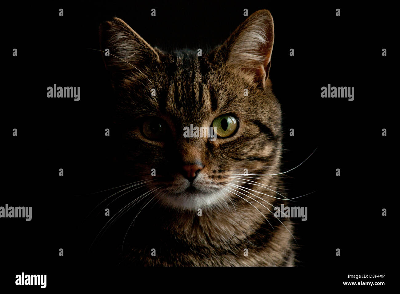 Tabby Cat Portrait Stock Photo - Alamy