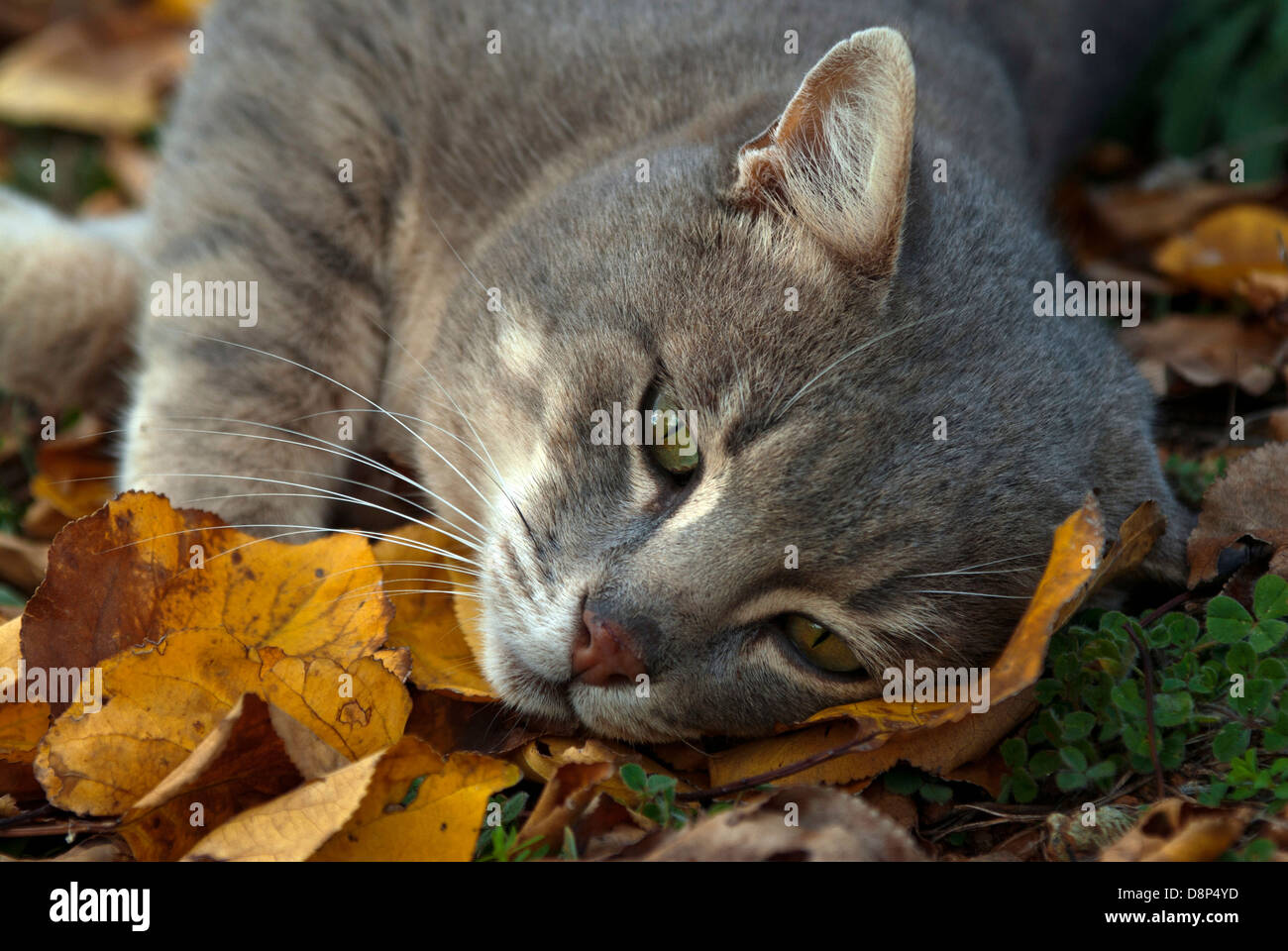 Grey tomcat resting on autumn leaves Stock Photo - Alamy