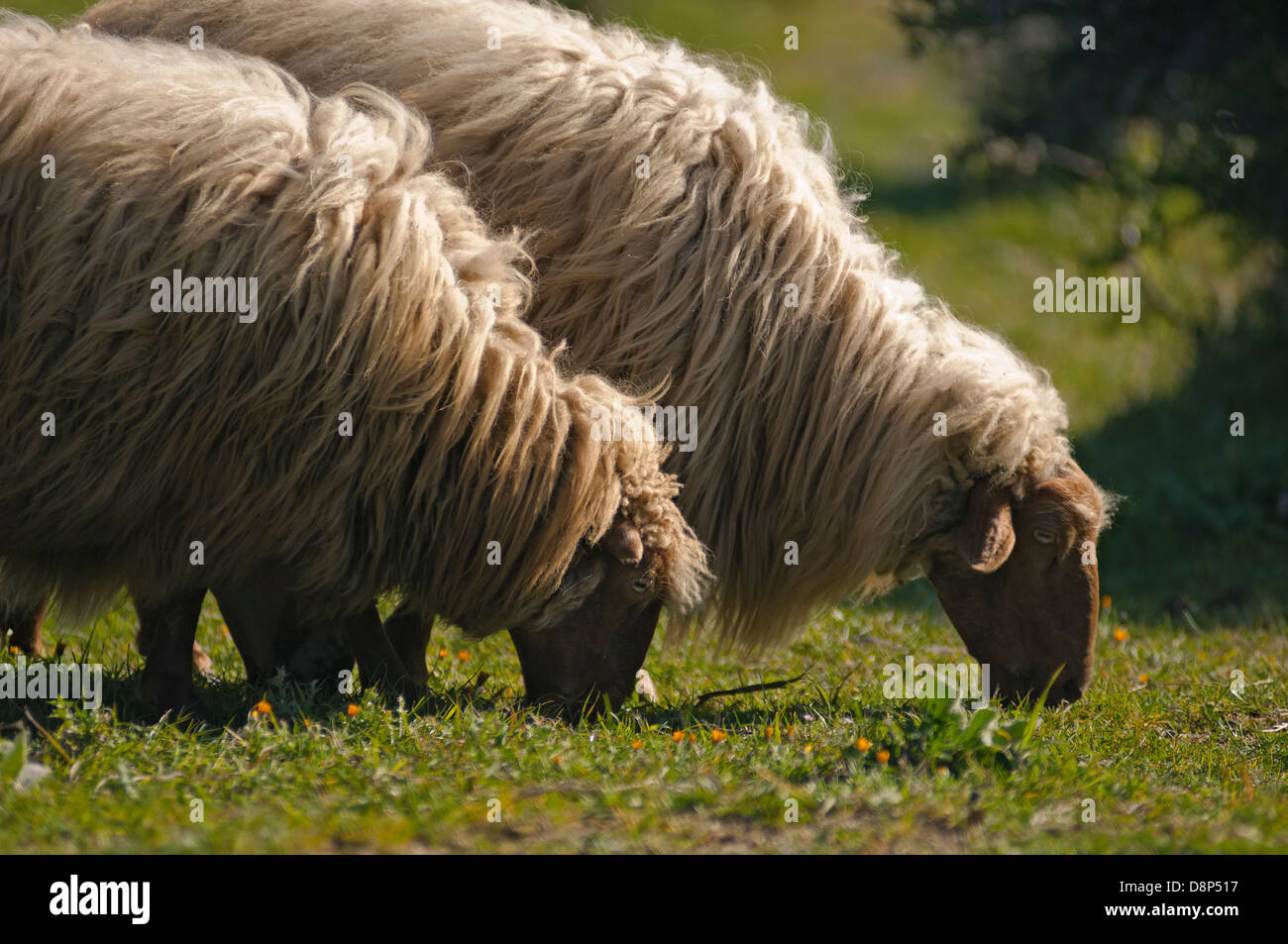 Griechische farm hi-res stock photography and images - Alamy