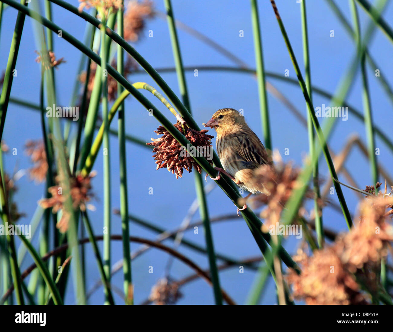 Female Southern Masked Weaver or African Masked Weaver (Ploceus velatus ...