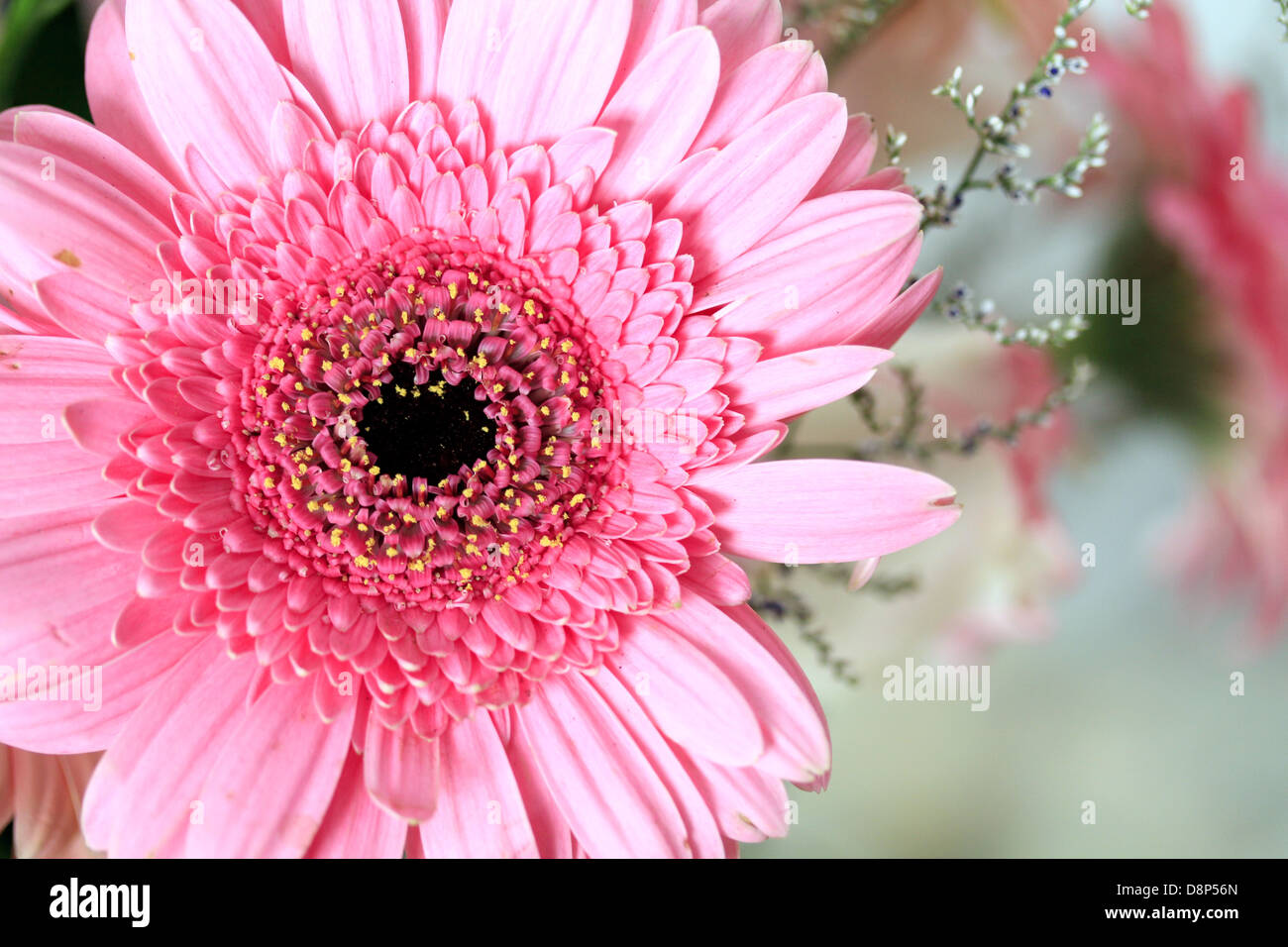 Pink flower in bouquet Stock Photo - Alamy