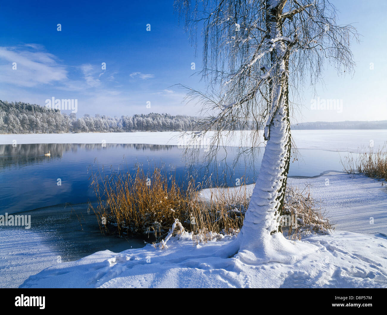 Frozen birch tree hi-res stock photography and images - Alamy
