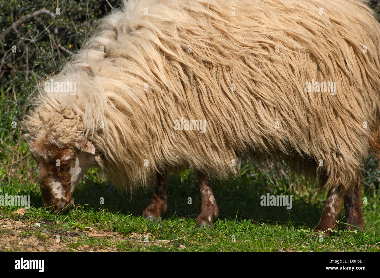 Grazing domestic sheep (Greece Stock Photo - Alamy