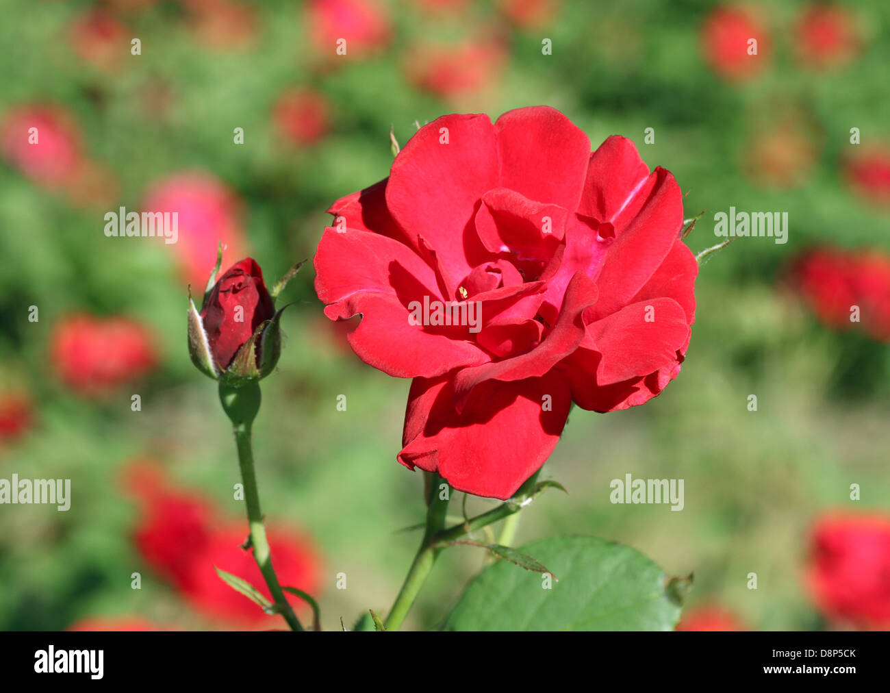Garden red rose hi-res stock photography and images - Alamy