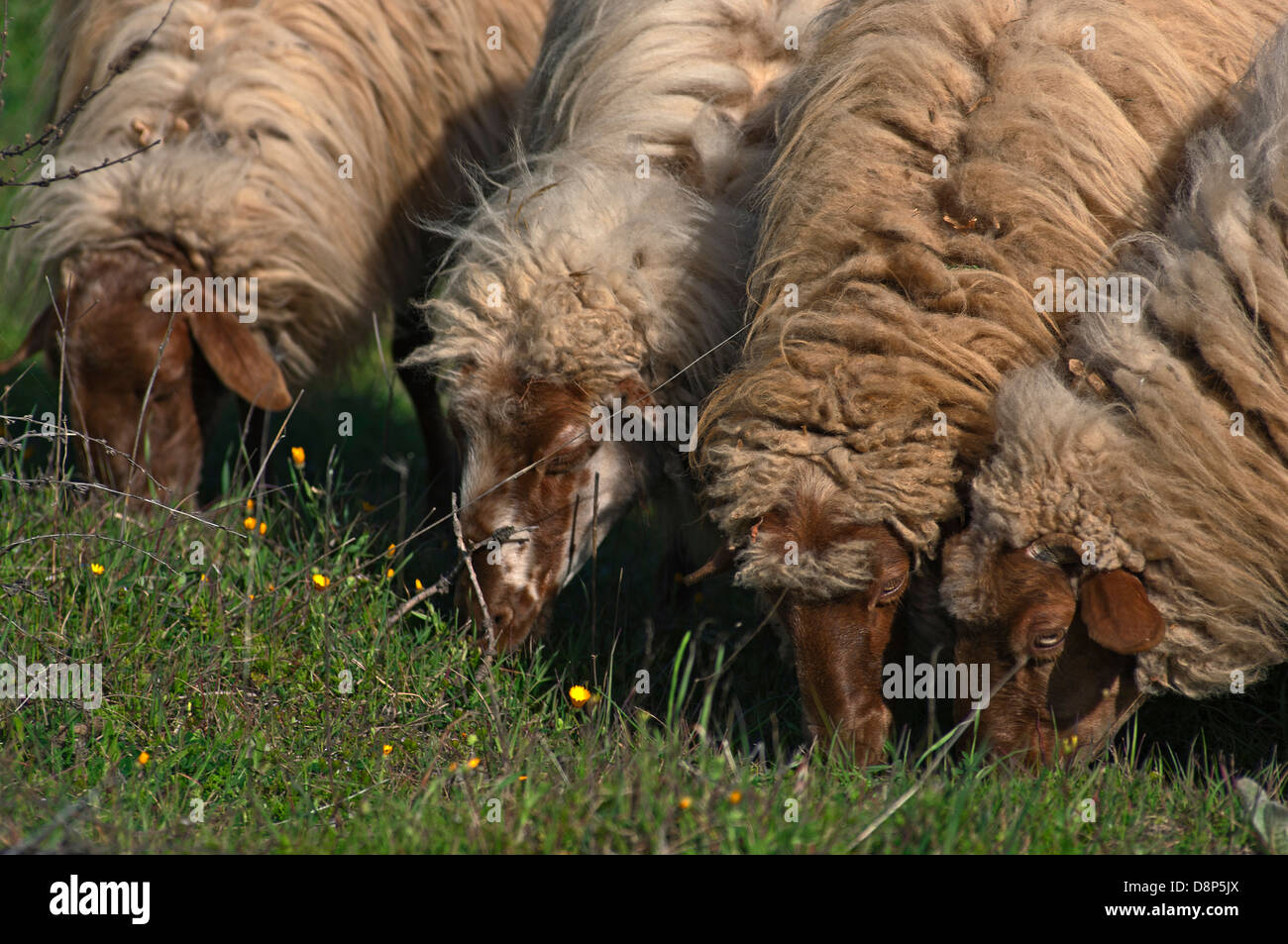 Grazing sheep (Greece Stock Photo - Alamy