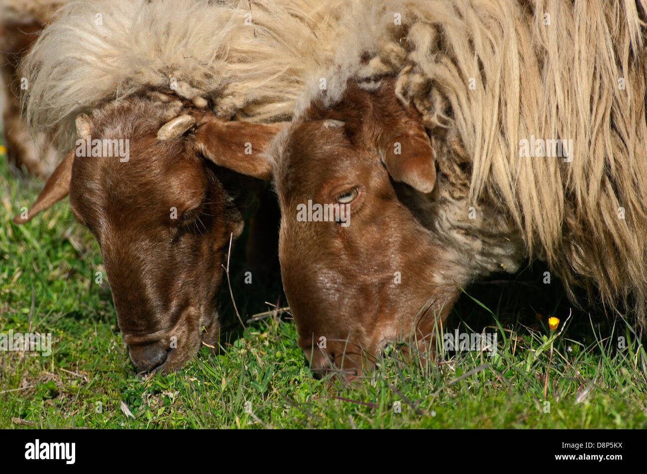 Grazing sheep (Greece Stock Photo - Alamy