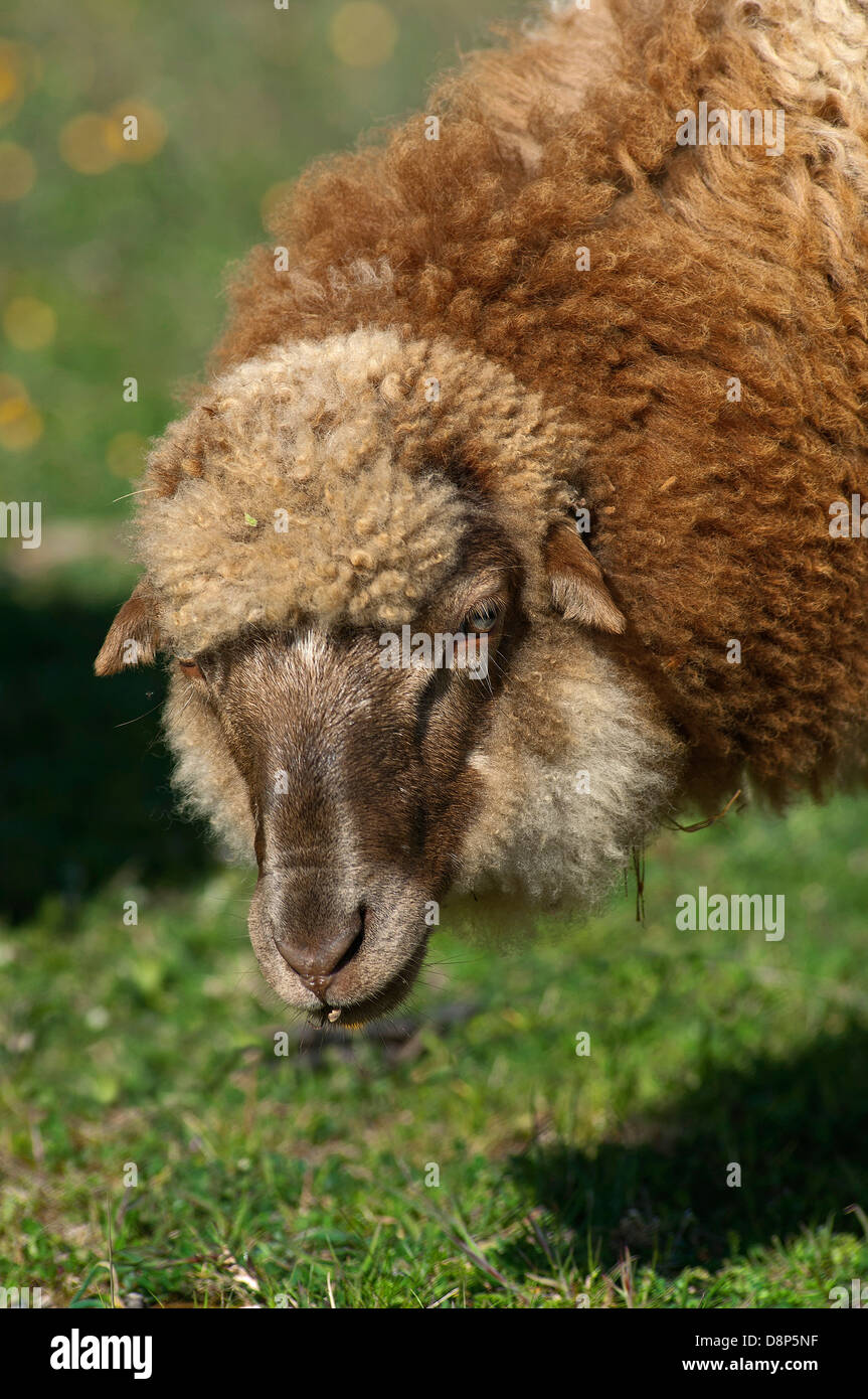 Griechische farm hi-res stock photography and images - Alamy