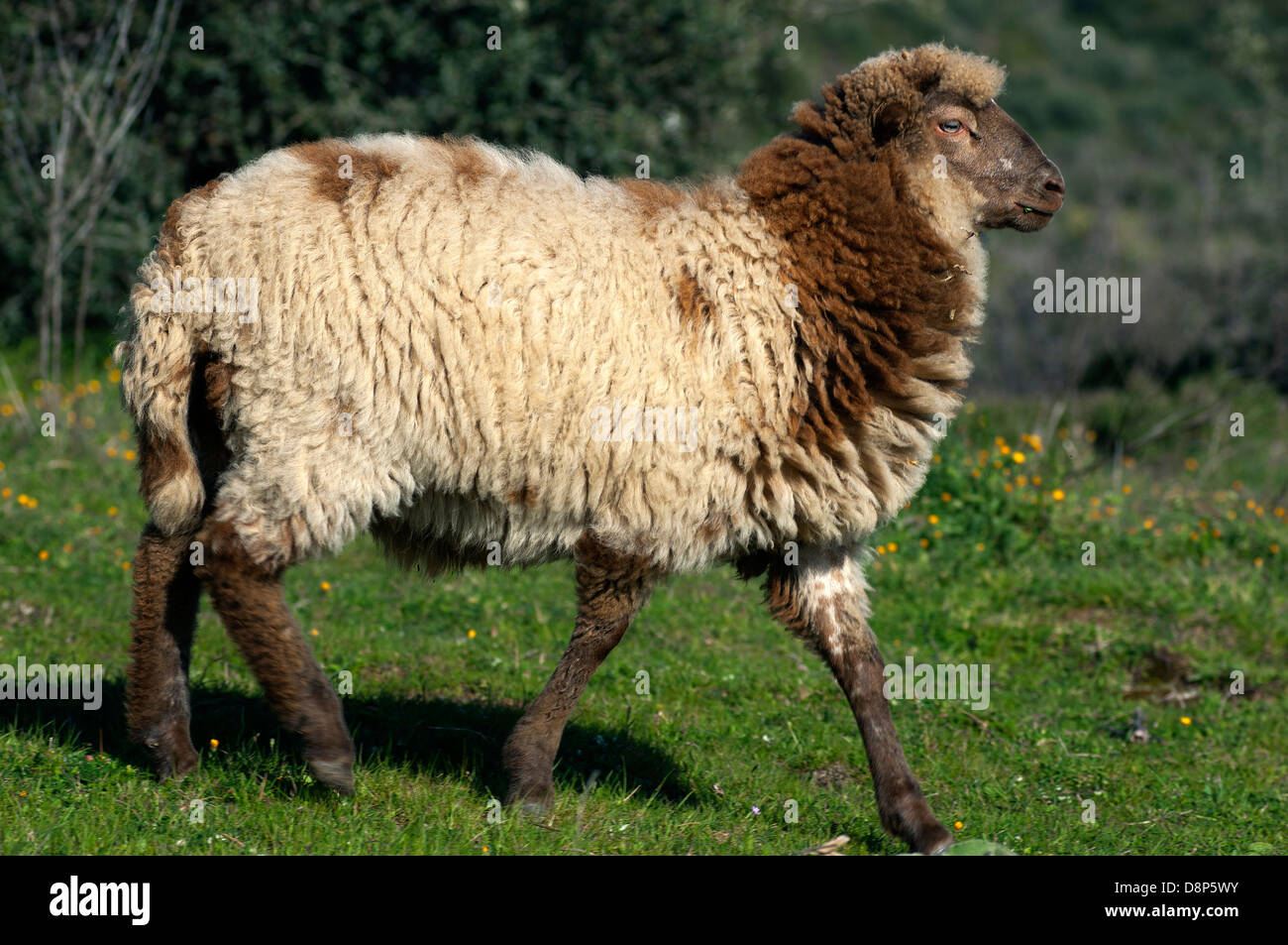 Griechische farm hi-res stock photography and images - Alamy