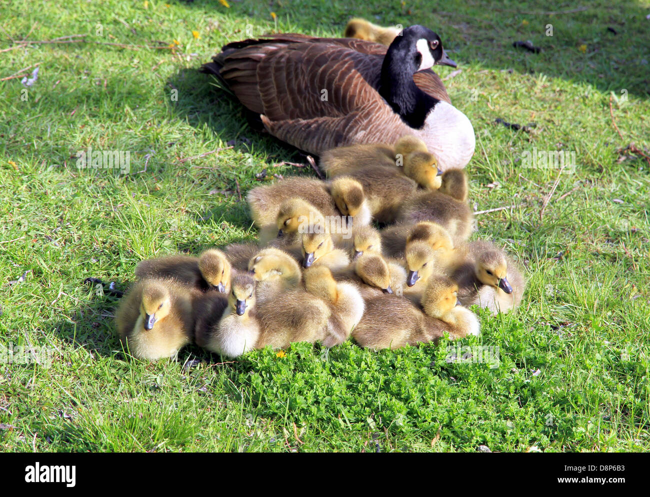Canadian Geese and baby chicks Stock Photo - Alamy