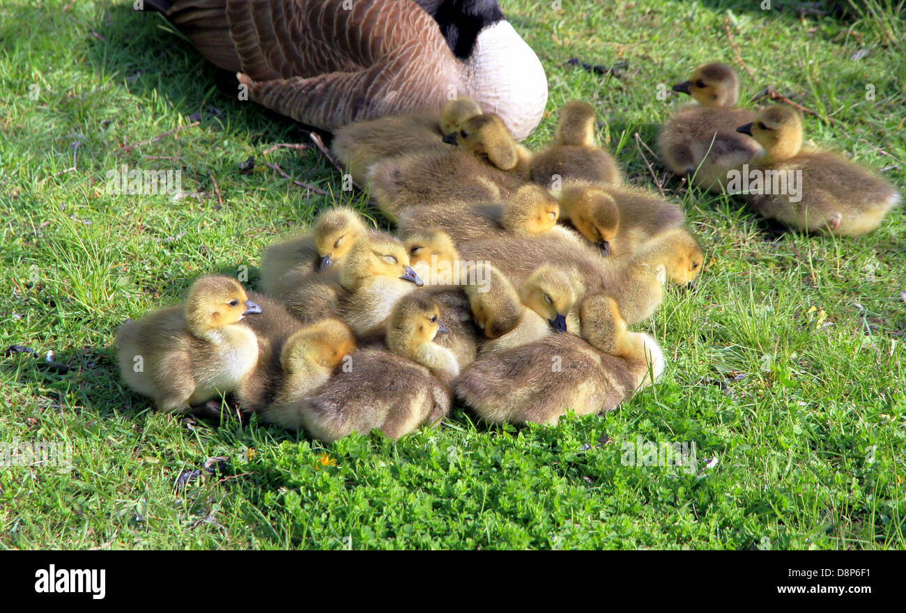 Canadian Goose Chicks Stock Photo - Alamy