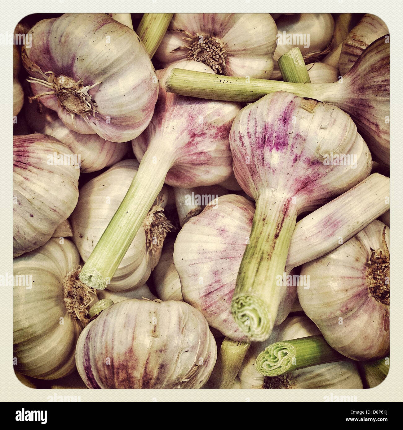 Garlic, a popular aromatic food ingredient, is known for its strong ...