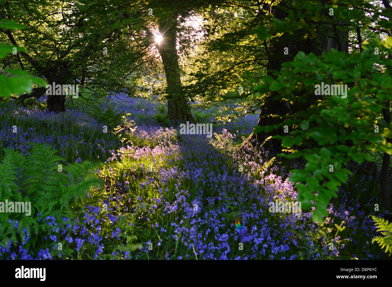 Bluebells in woodland at sunset Stock Photo - Alamy
