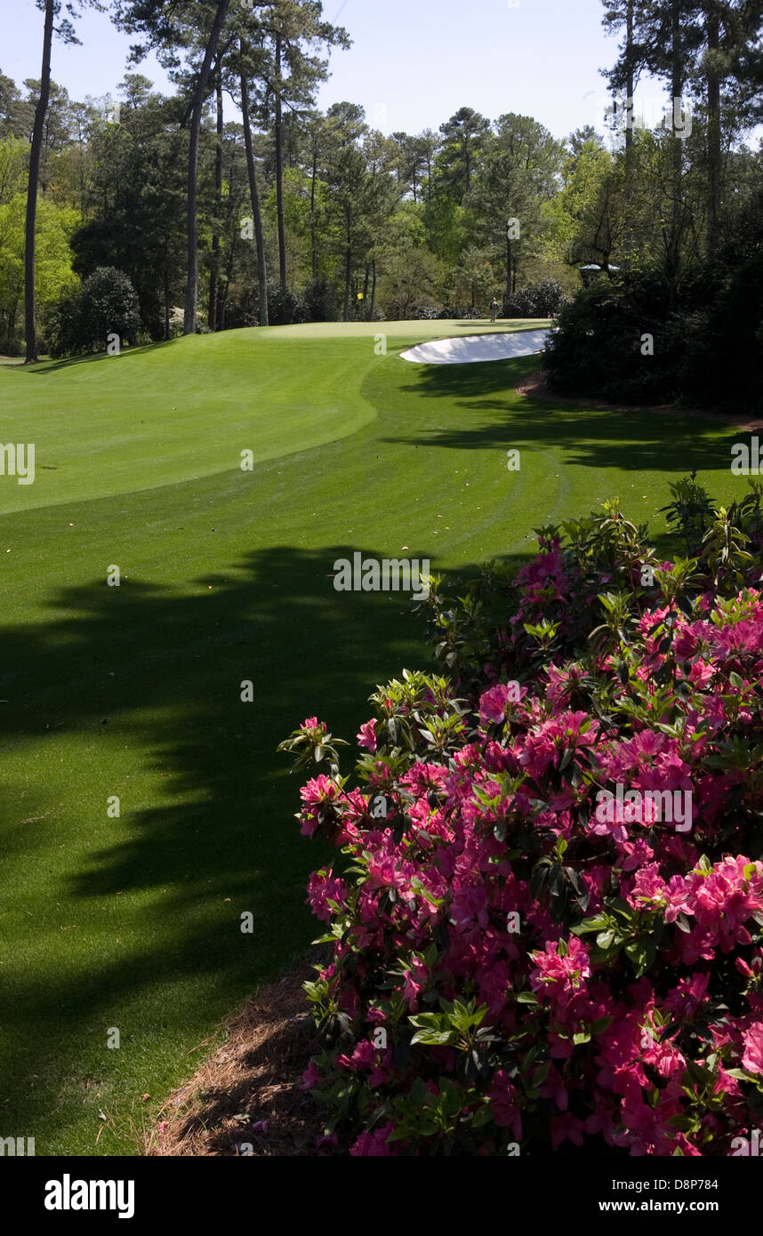 Pink Golf Flowers Stock Photo - Alamy