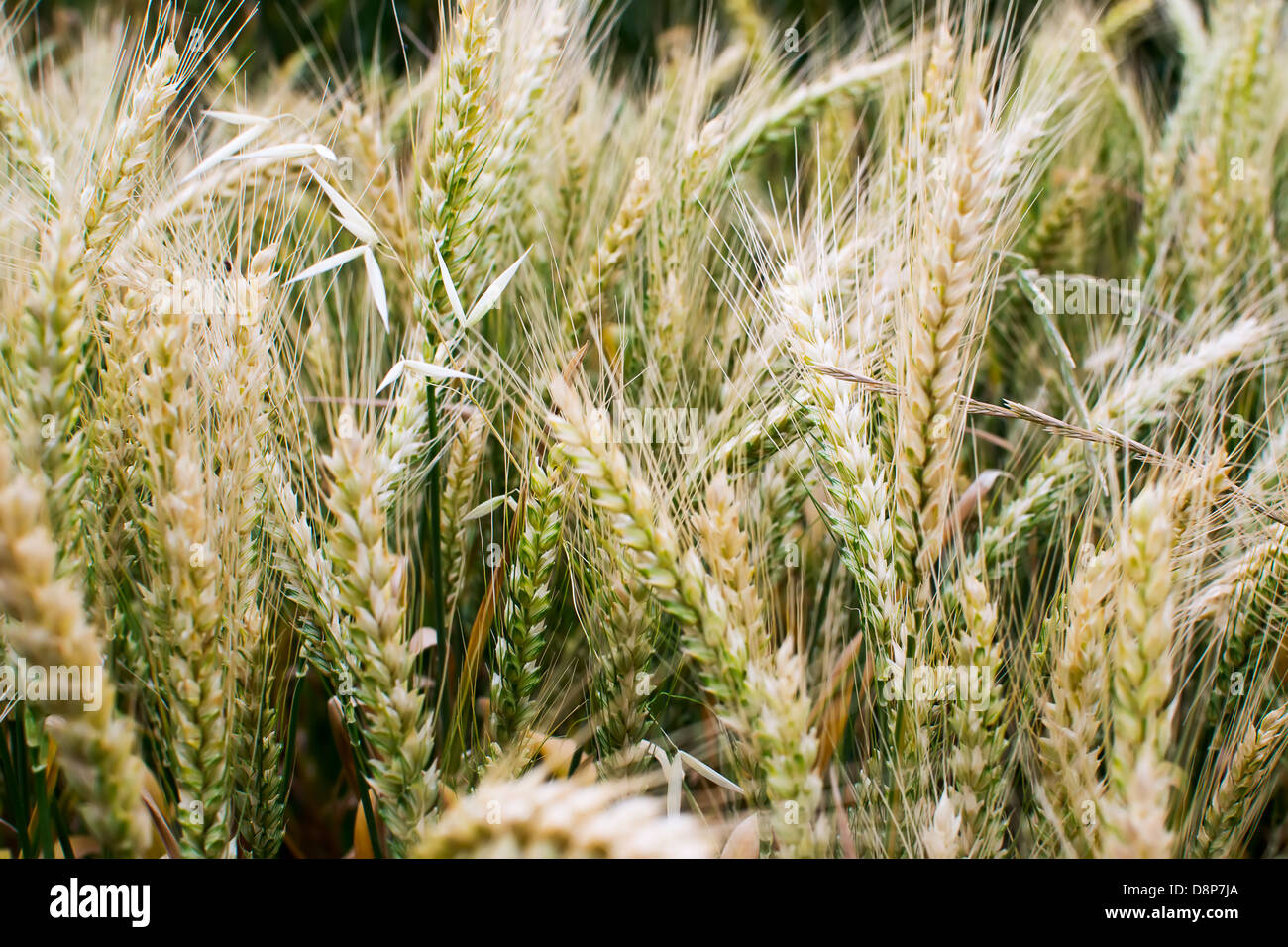 Unripe wheat classes at field closeup Stock Photo - Alamy