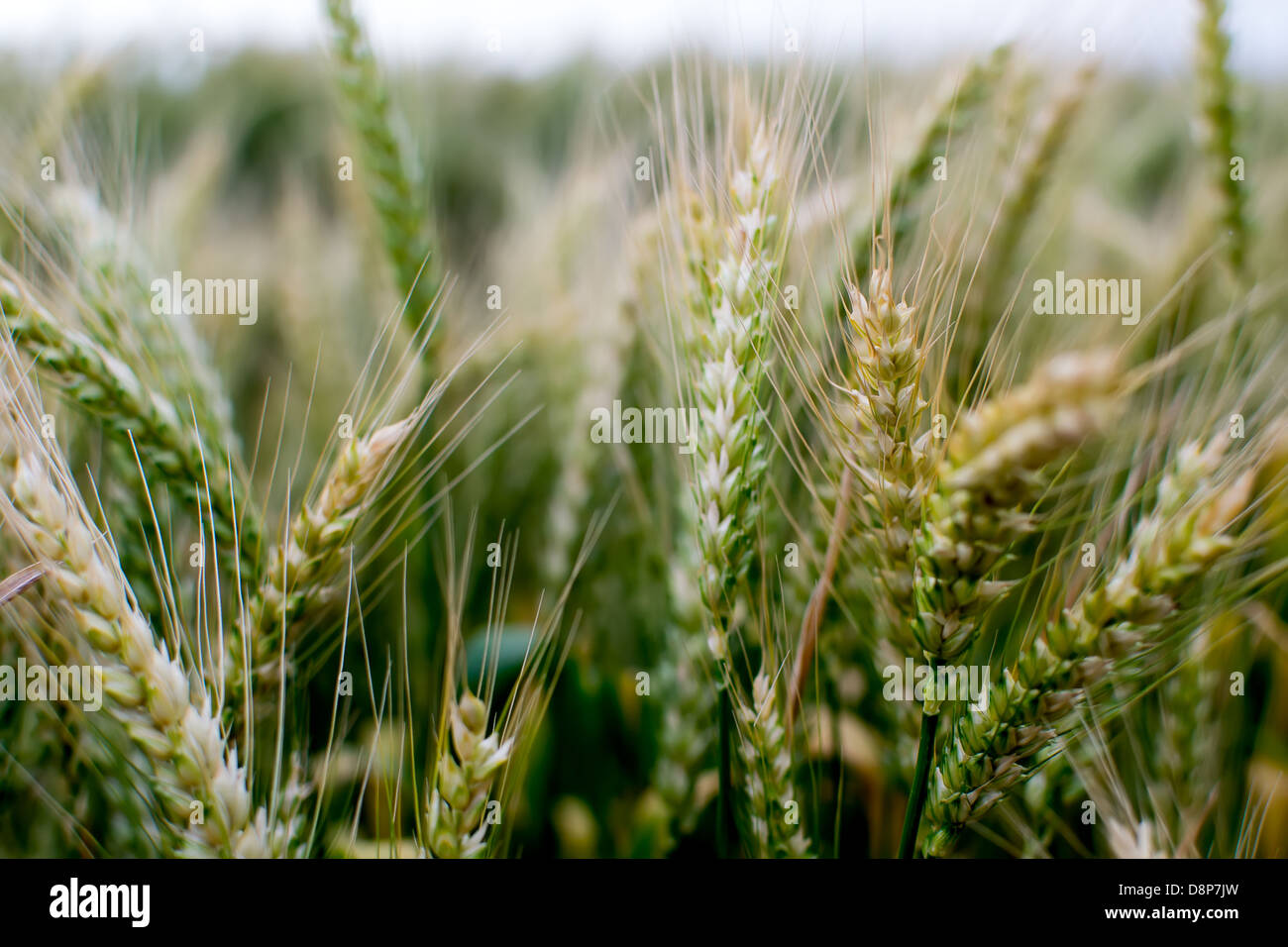 Field classes hi-res stock photography and images - Alamy