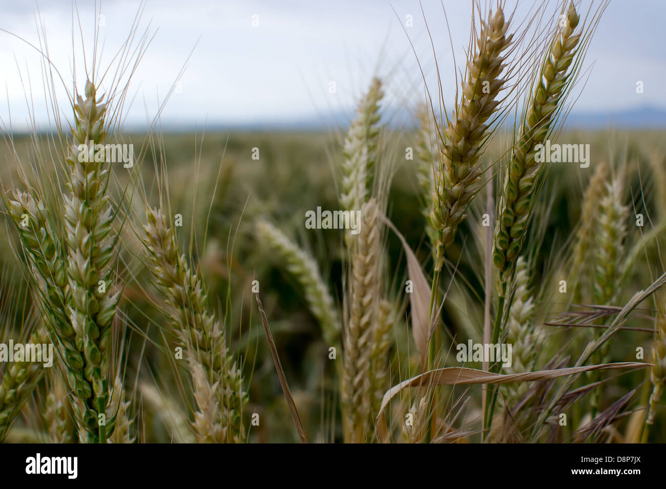 Unripe wheat classes at field closeup Stock Photo - Alamy