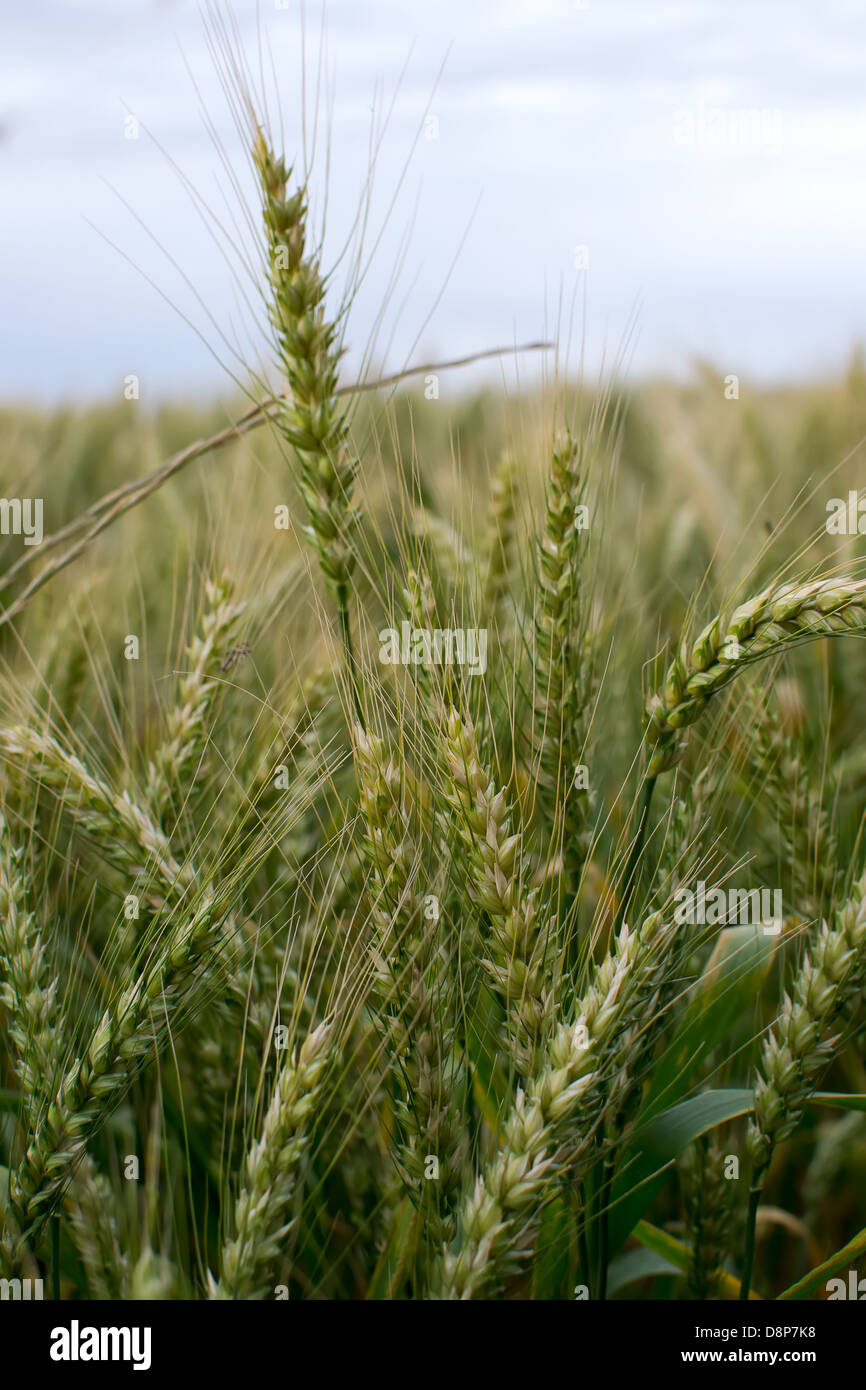 Unripe wheat classes at field closeup Stock Photo - Alamy