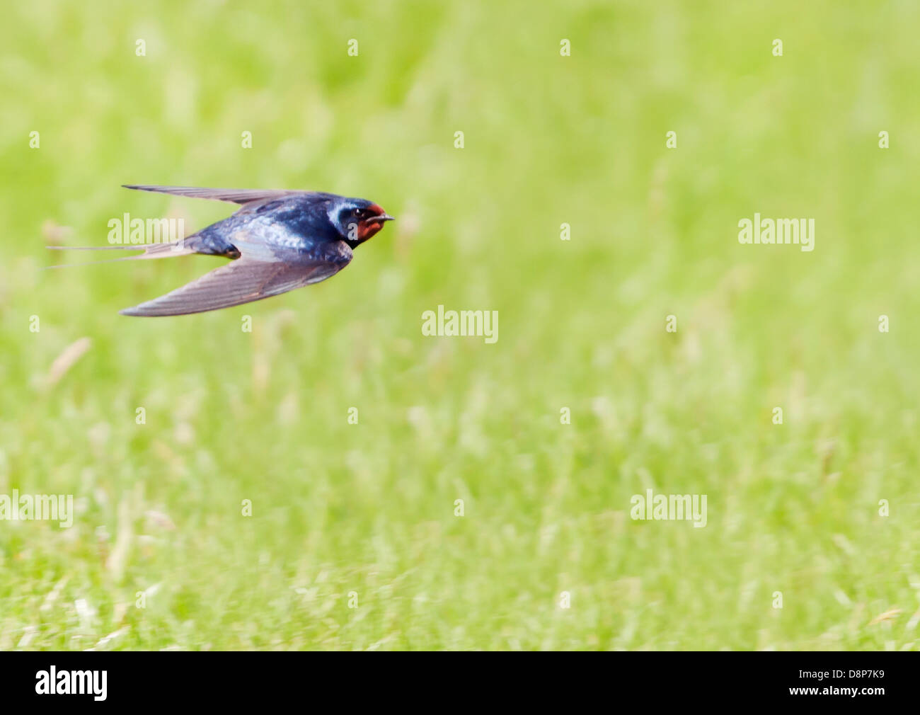 Swallow (Hirundo rustica) flying low over meadow catching insects Stock ...