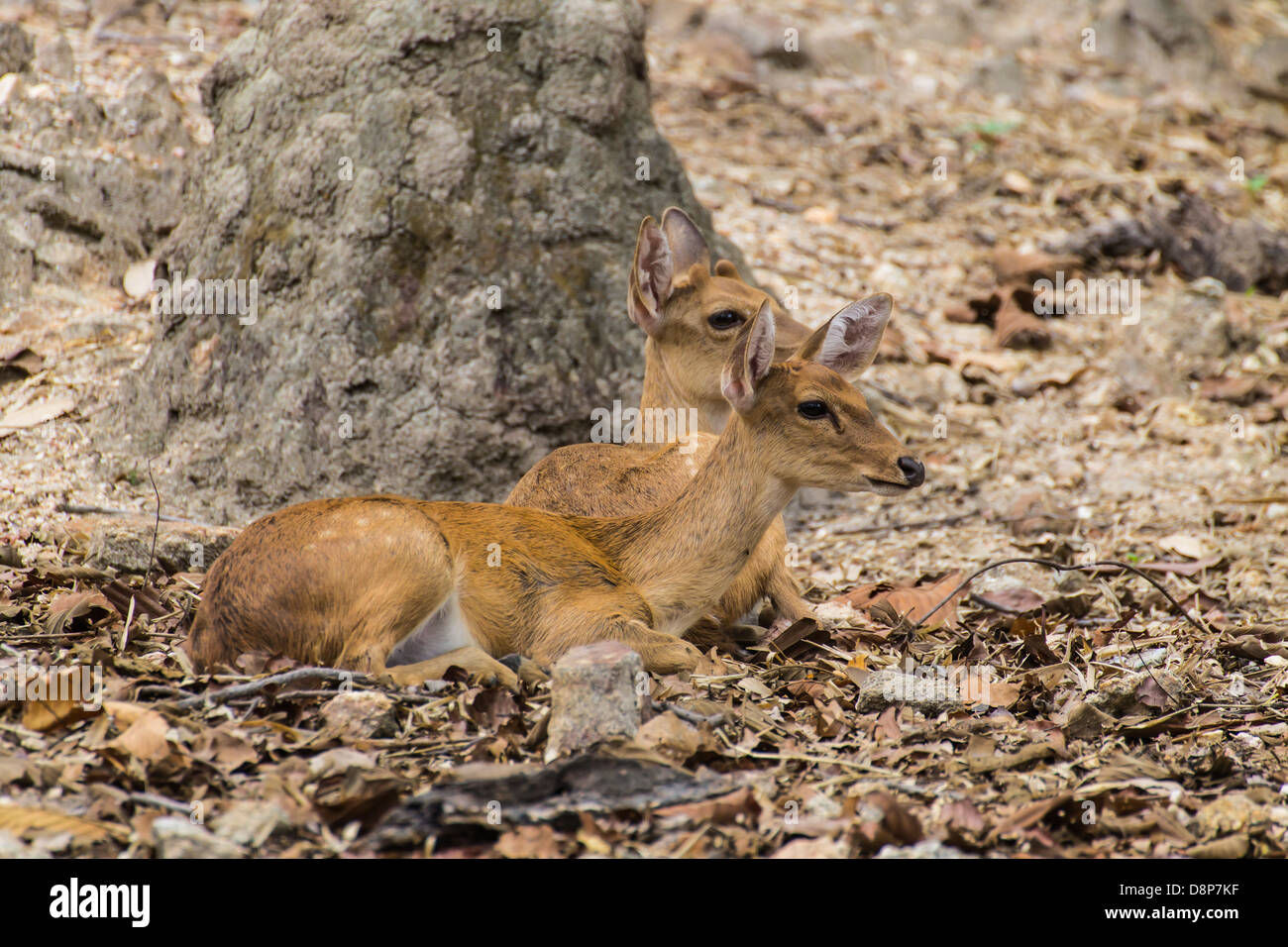 Two Small deer in Chiangmai Zoo , Thailand Stock Photo - Alamy