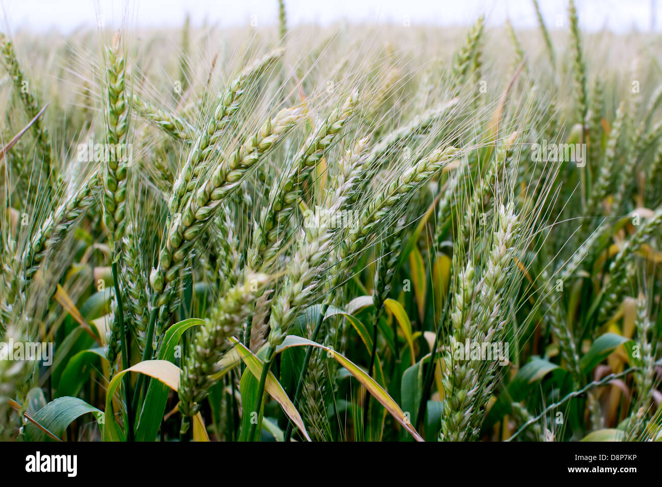 Grain classes hi-res stock photography and images - Alamy