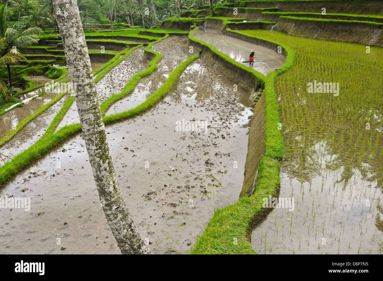 Life in Bali, Indonesia Stock Photo - Alamy