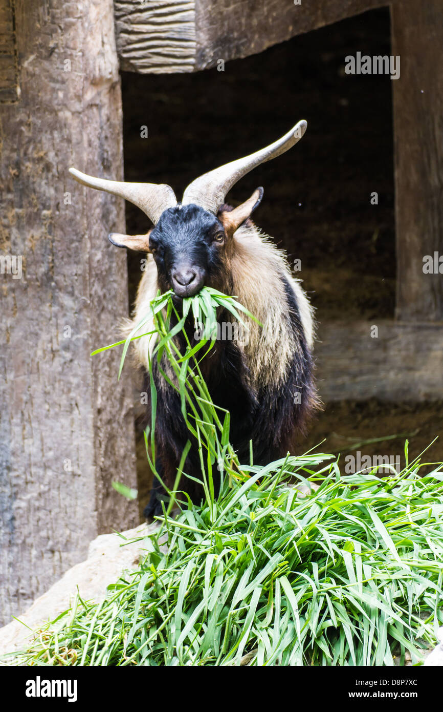Myanmar goat eating grass in Chiangmai Zoo , Thailand Stock Photo - Alamy