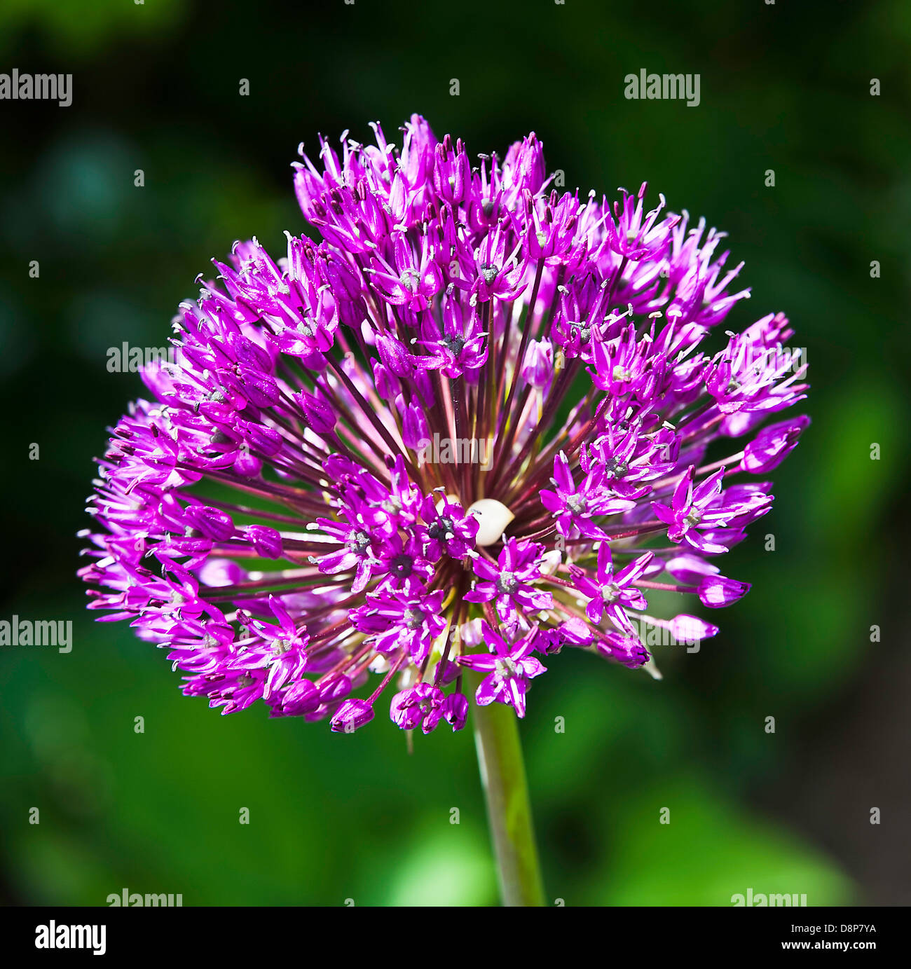 Purple Allium Flower in Bloom in an Alsager Garden England United ...