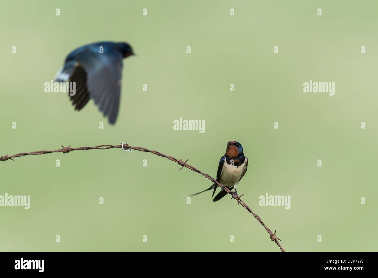 Barn Swallows on a wire fence Stock Photo - Alamy
