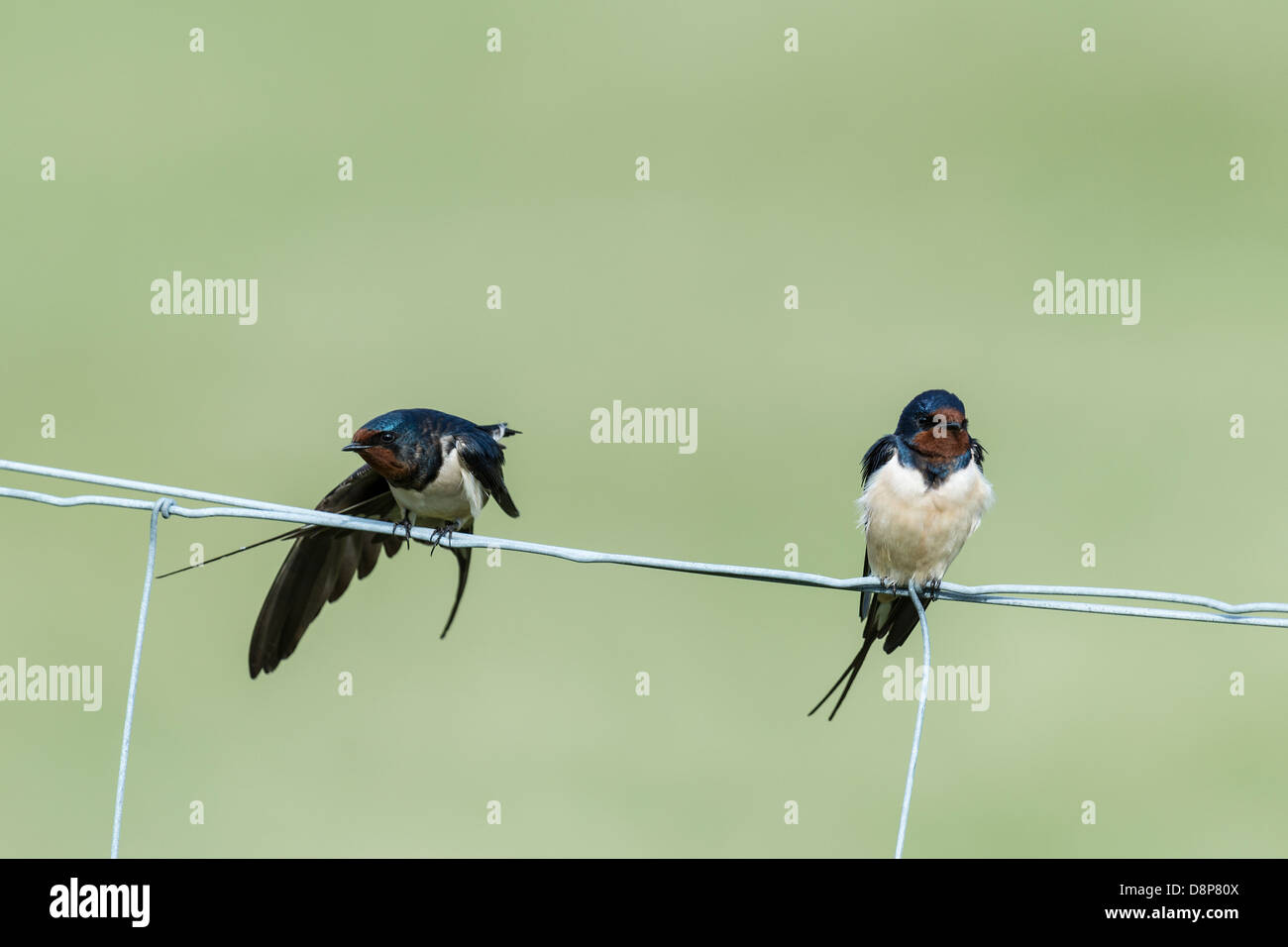 Barn Swallows on a wire fence Stock Photo - Alamy